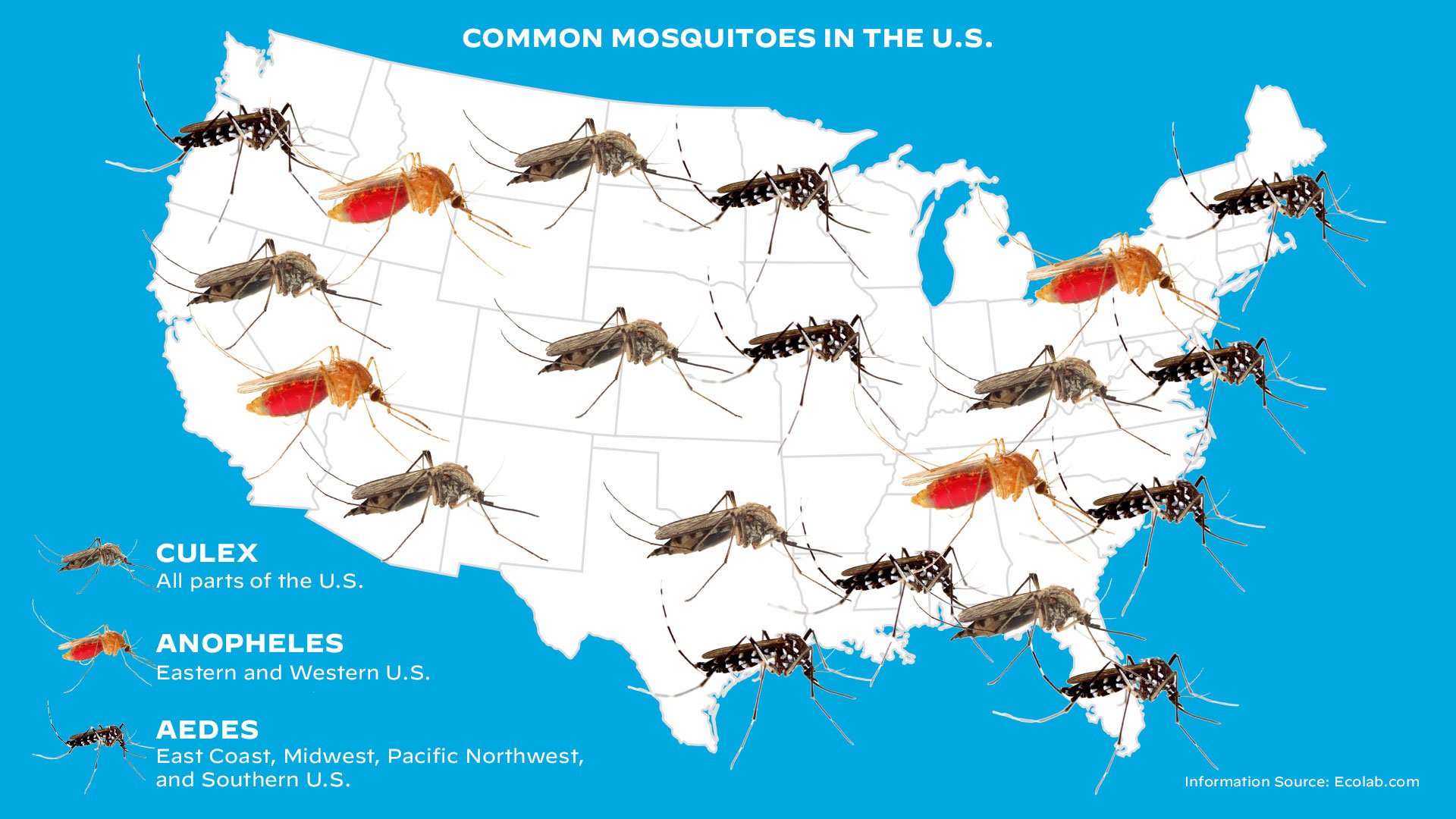 Different Types Of Mosquitoes Found In The Us